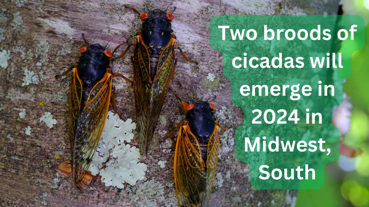 Cicadas 2024: When and where 2 broods will emerge this spring – Safecastle